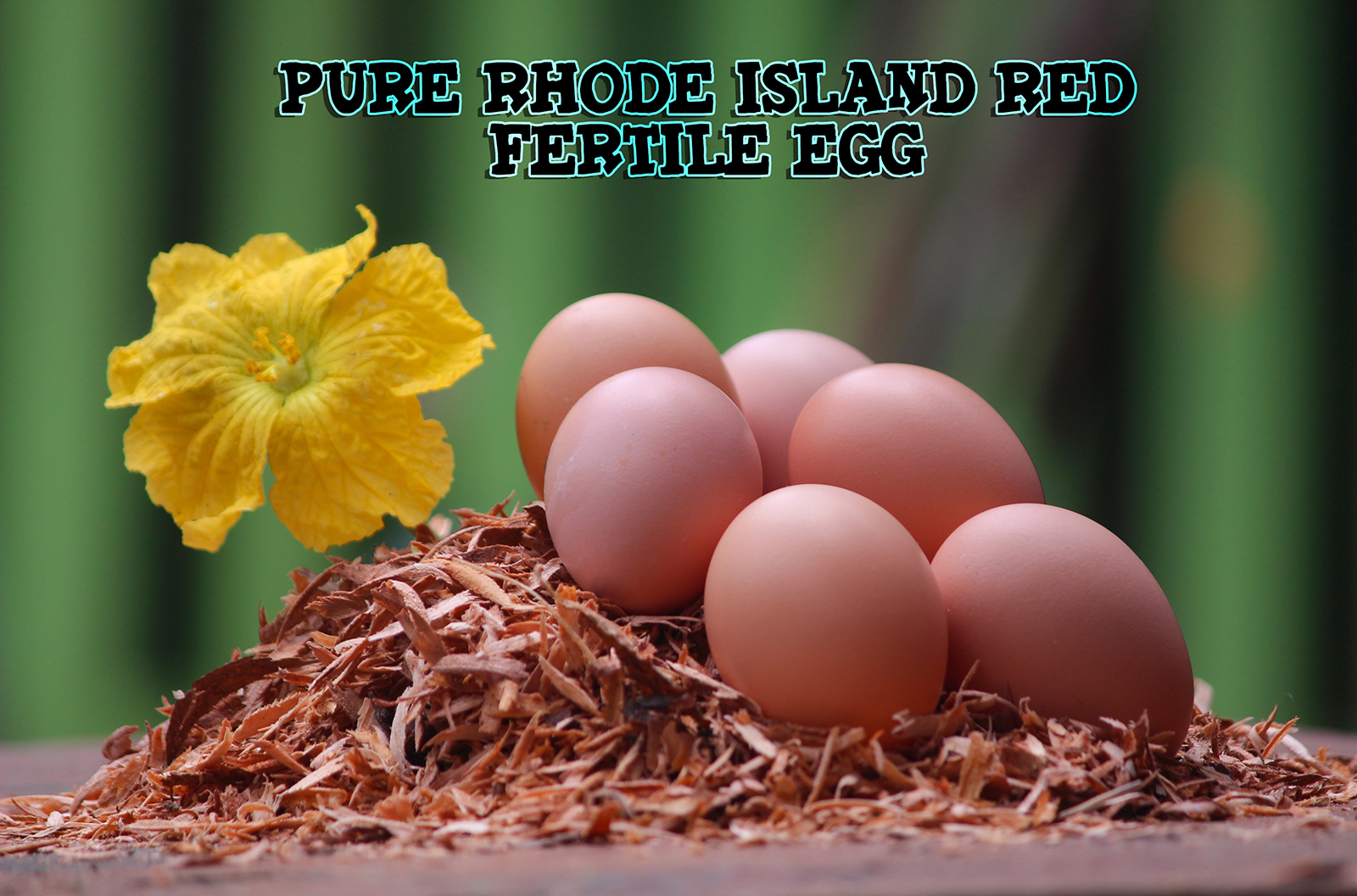 Fertile Egg Pure Rhode Island Red / Heritage chicken eggs (6pcs ...