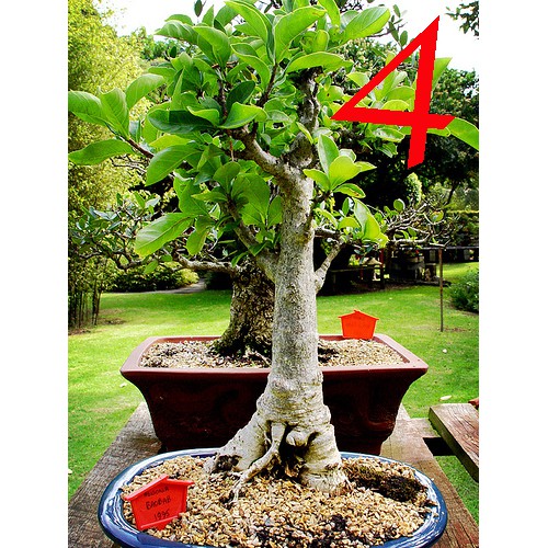 australian boab baobab tree plant seeds | Lazada PH