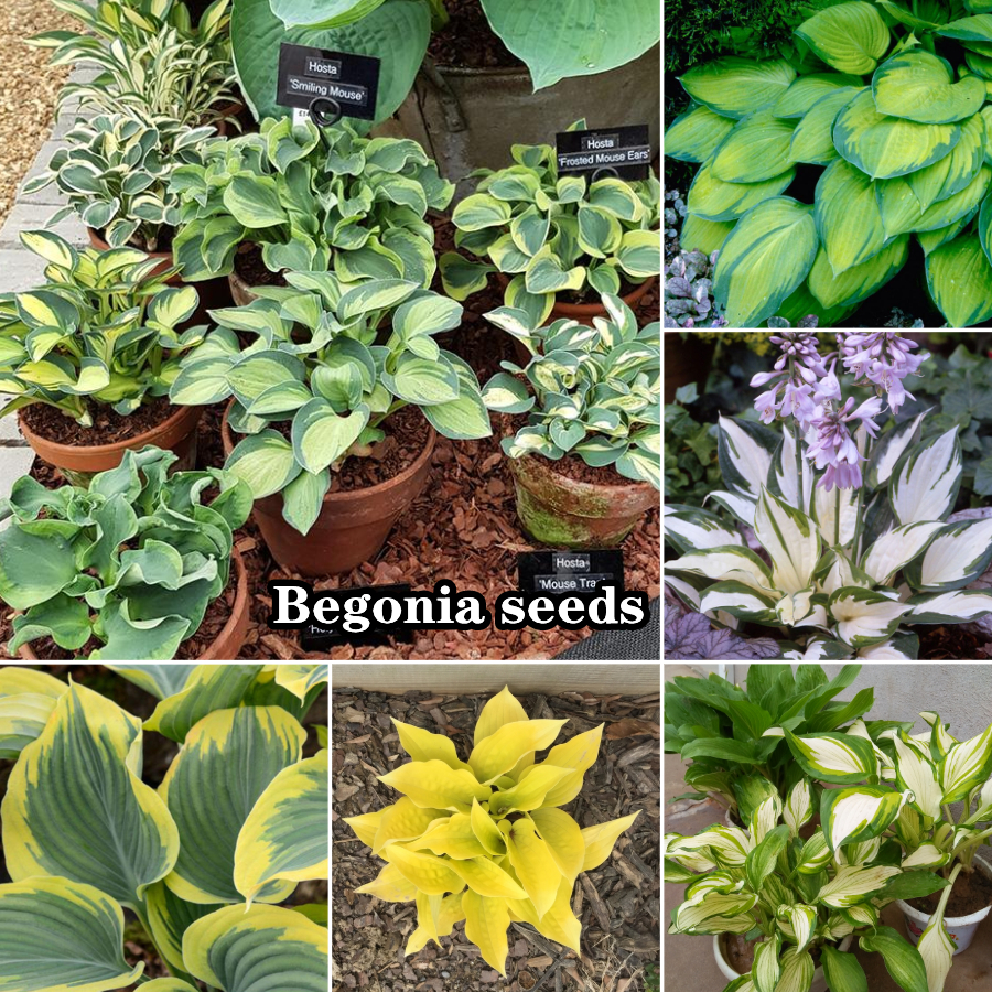 Big Sale 100% Original Begonia Seeds(50 Seeds)Real Live Mayana Rare ...