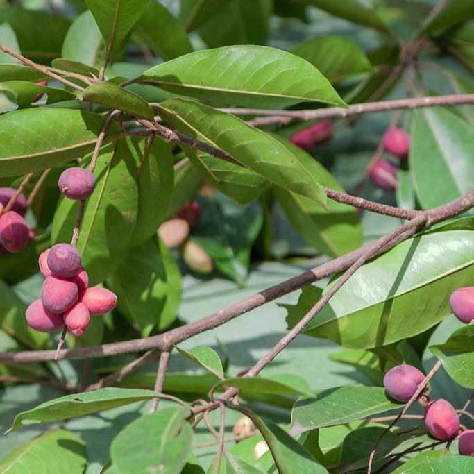 Kalumpit tree seedling live plant (Native Tree) | Lazada PH