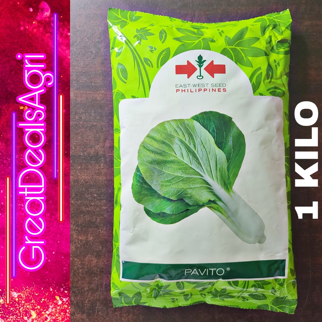 PAVITO PECHAY SEEDS BY EAST WEST SEEDS (1 KILO) ORIGINAL PACKING ...