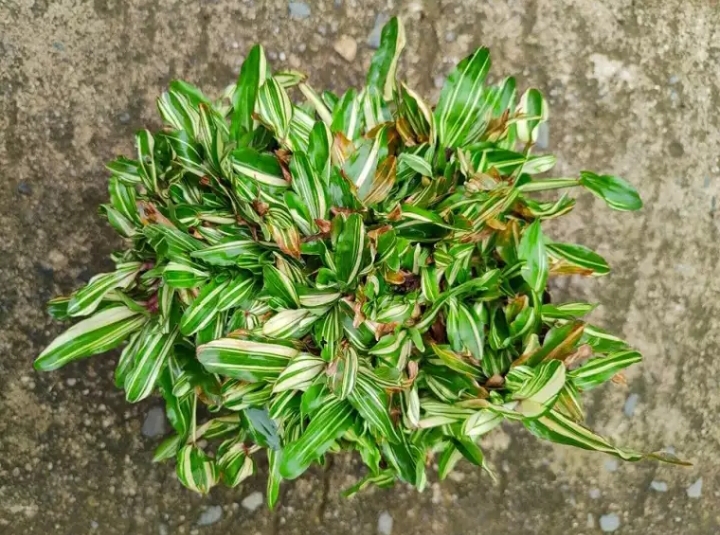 Variegated Frog Grass Best for Landscaping and Garden Beautification ...