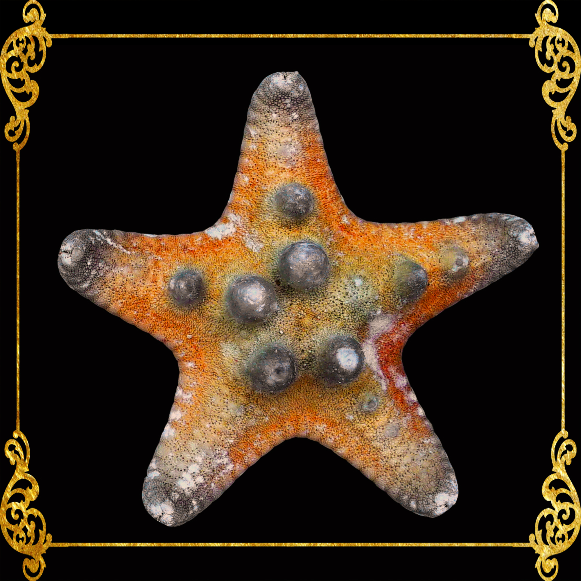 Starfish | Bukol | Armoured Starfish | Natural | 1 - 2.9 Inches | Lazada PH