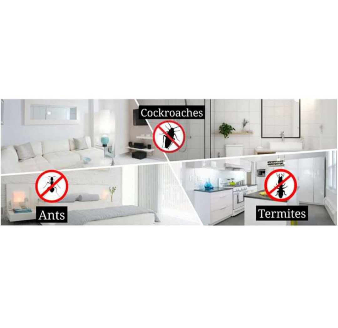 X-Terminator Cockroach Termite and Ant Eradicator Powder BUY 10 get 1 ...