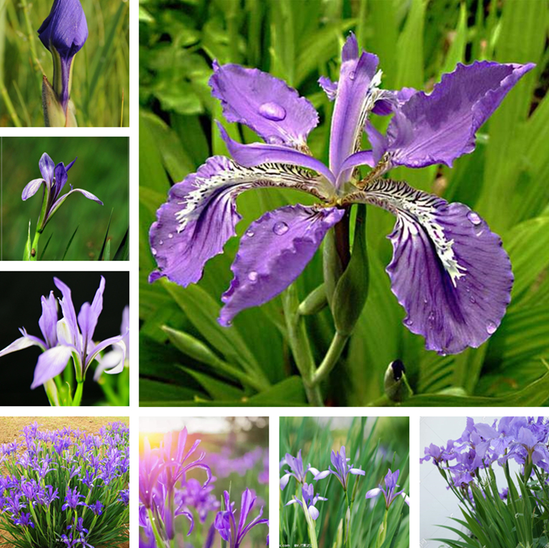 Philippines Ready Stock 50pcs/bag Iris Lactea Seeds for Planting GREENS ...