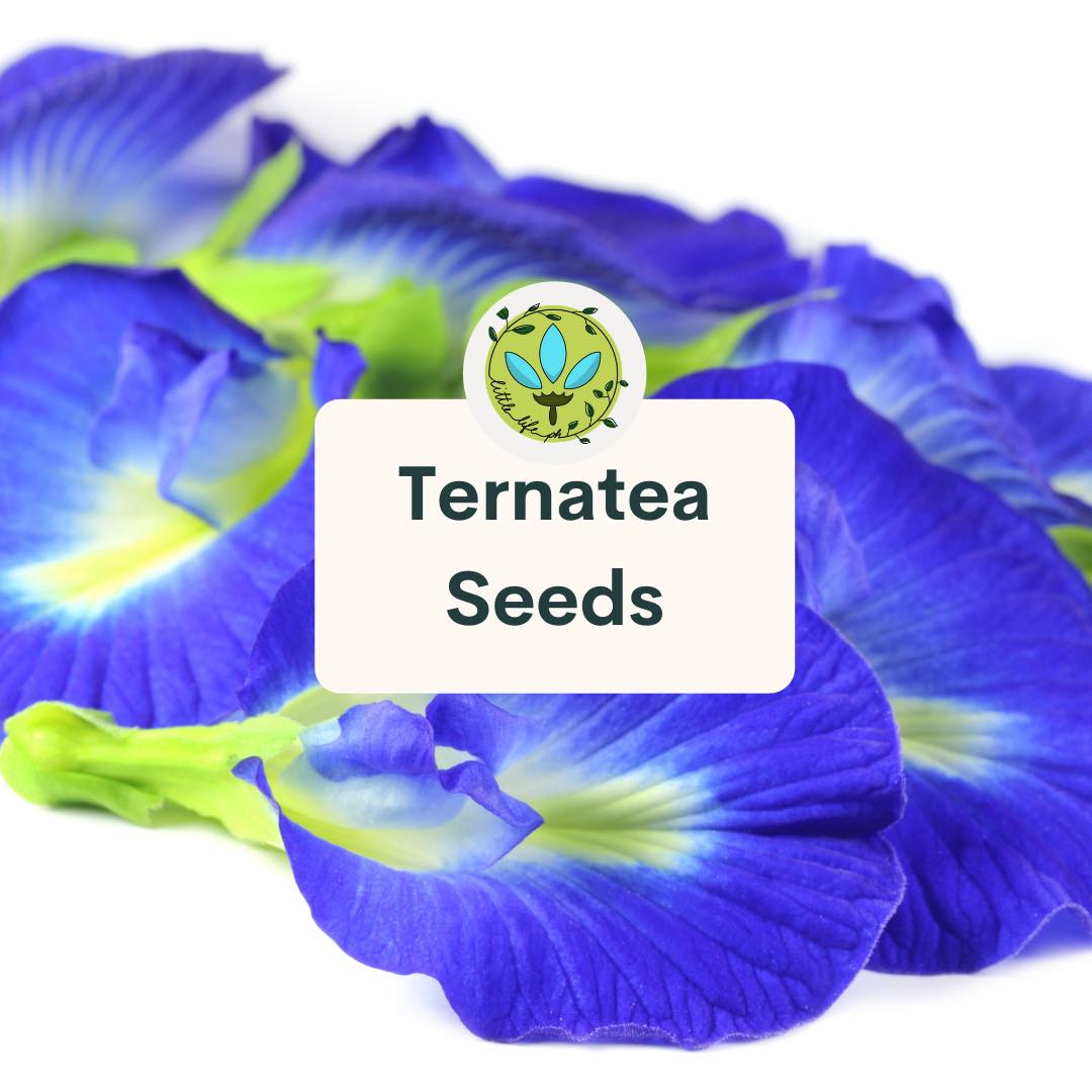 Blue Ternatea Climbing Vine Plant 10 Seeds | Lazada PH