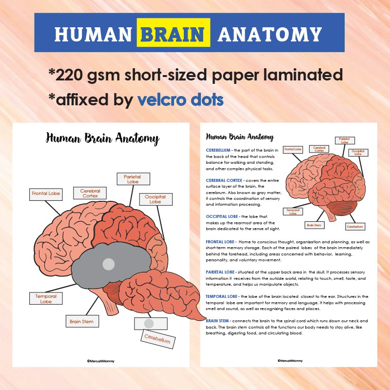 SCIENCE | Human Heart and Brain Anatomy Activity Worksheet - Learning ...