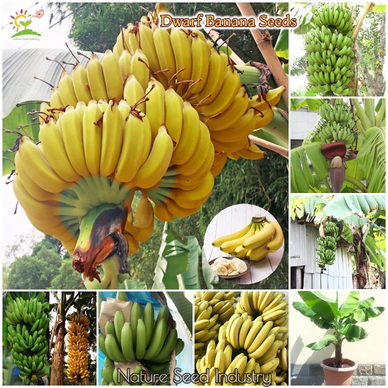[Singapore Ready Stock] Dwarf Banana Seeds for Planting (50 Seeds/pack ...
