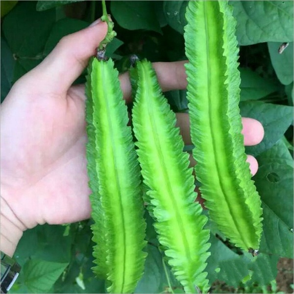WINGED BEAN / SIGARILYAS SEEDS Buy 1 Get 1 Free 50 Seeds (Non-Plant ...