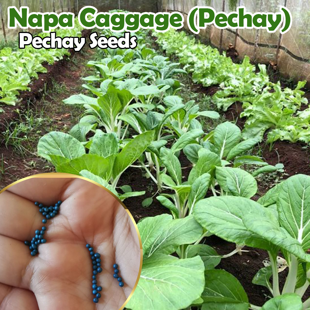 Chinese Pechay Seeds Pakchoi Green Ghenghis Khan (500 SEEDS) | Lazada PH