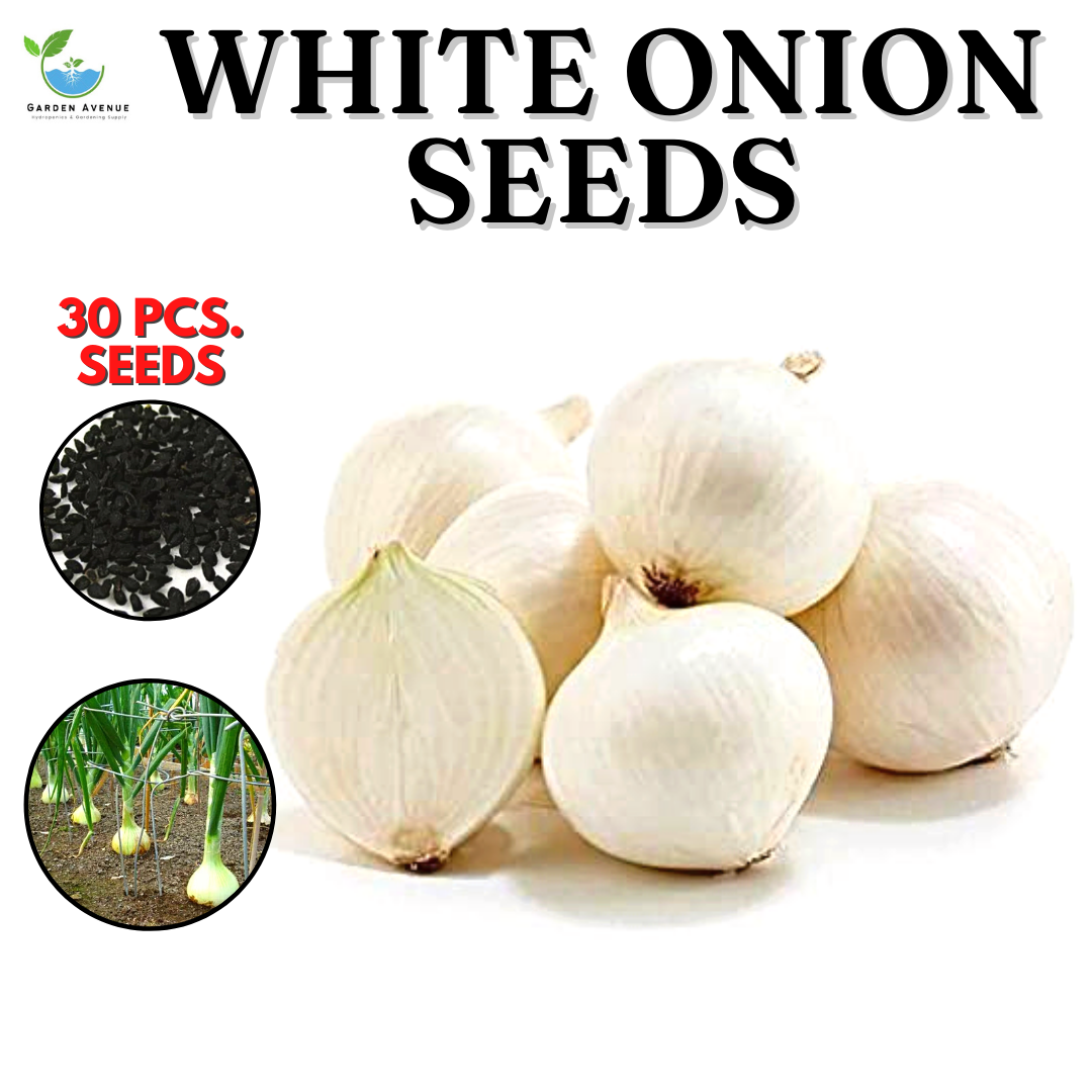 WHITE ONION SEEDS (30PCS SEEDS) - FOR PLANTING/FARMING/GARDENING/HYBRID ...