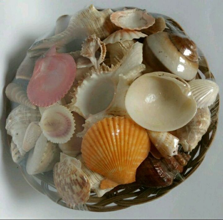 Large Sea Shell | Lazada PH