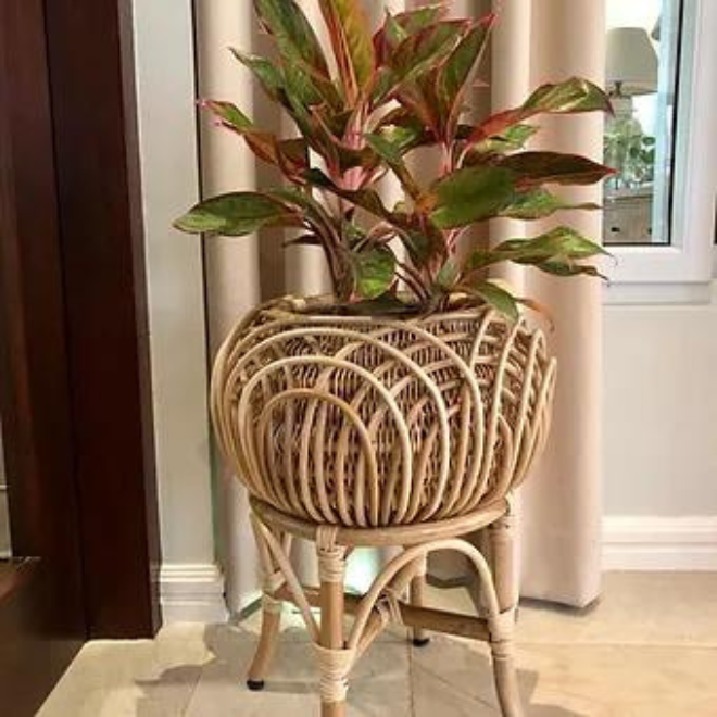 C&C XS Alon with Stand Natural Planter | Lazada PH