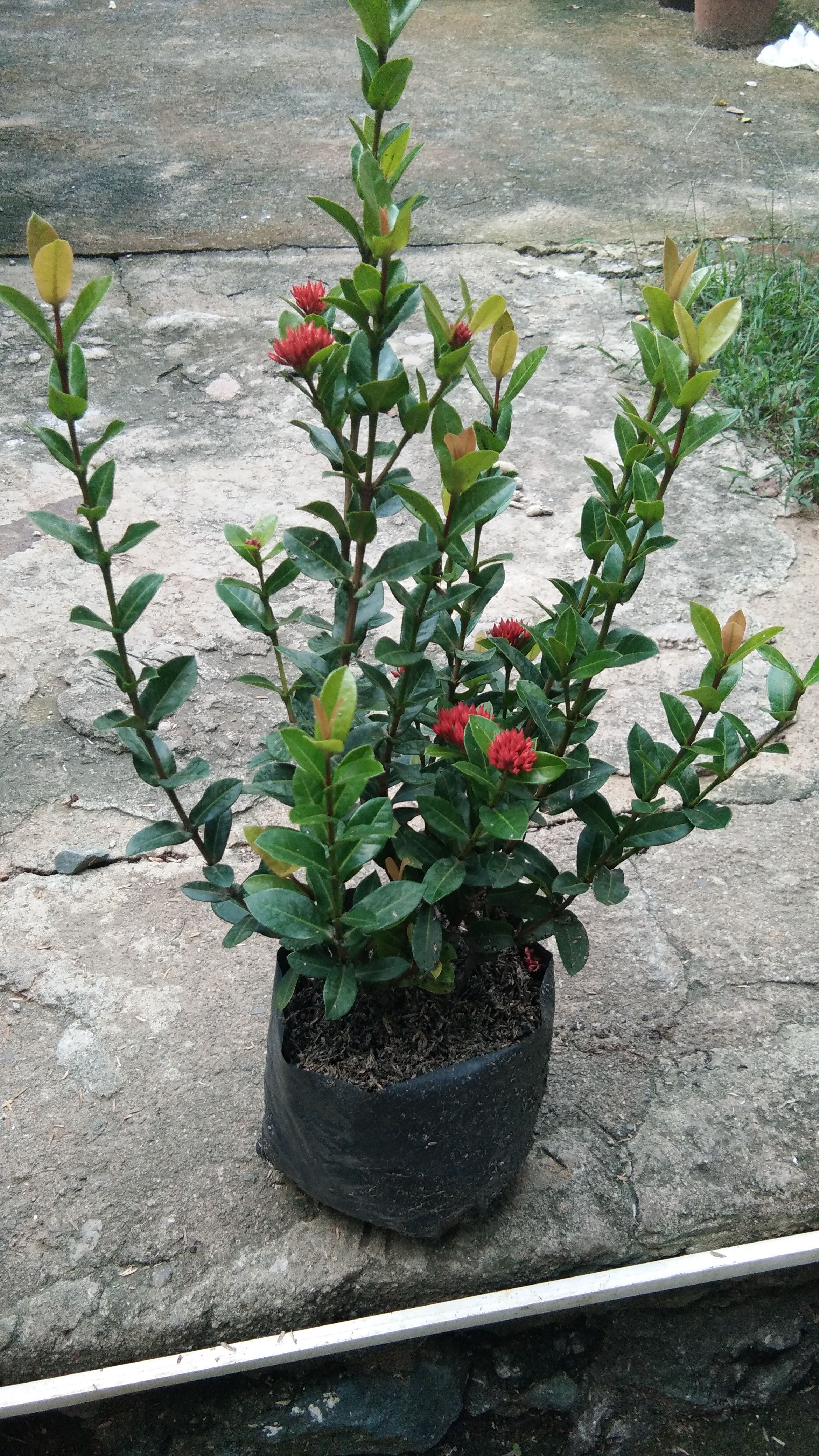 Cherry Santan l Mini Variation | Lazada PH