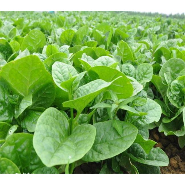 50 Seeds (buy 2 get 1 free) Green Alugbati Malabar Spinach Vegetable ...