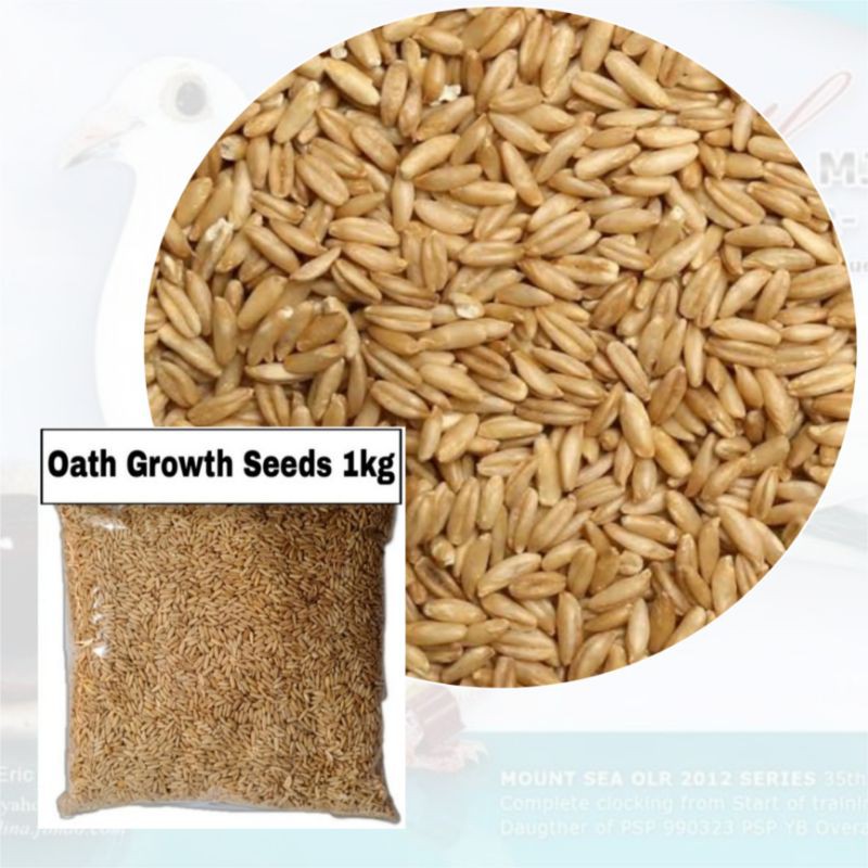 ♙Oat Groat (Australian Premium) 1KG⊿ | Lazada PH