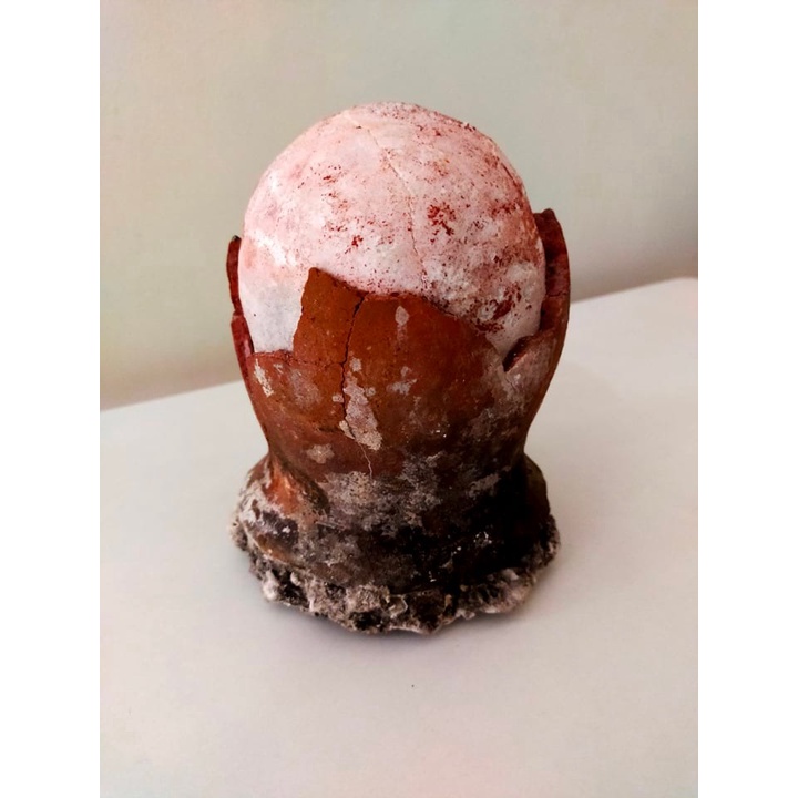 Asin Tibuok from Bohol | Lazada PH