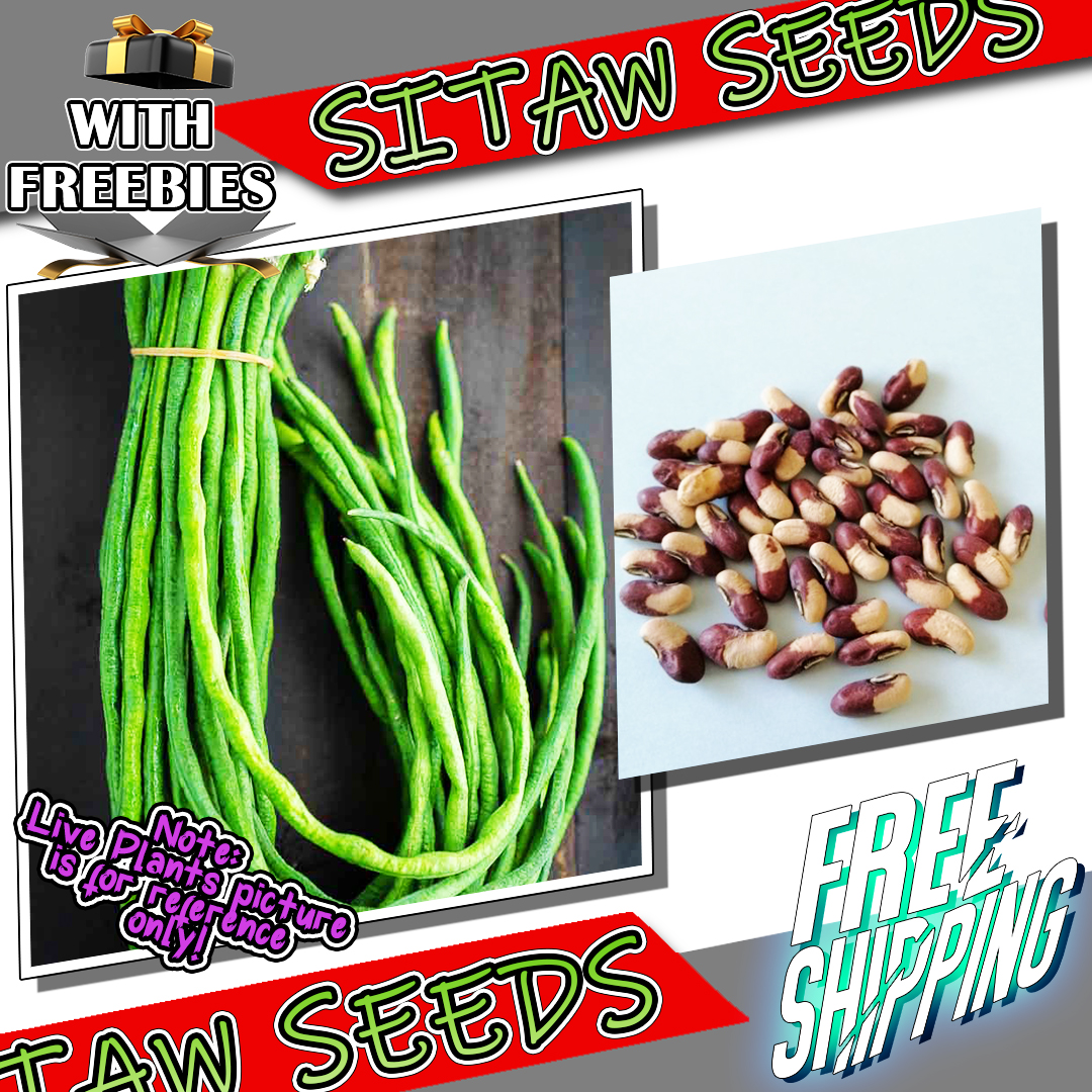 SITAW SEEDS - POLE SITAW HYBRID STRING BEANS HIGH QUALITY VEGETABLES ...