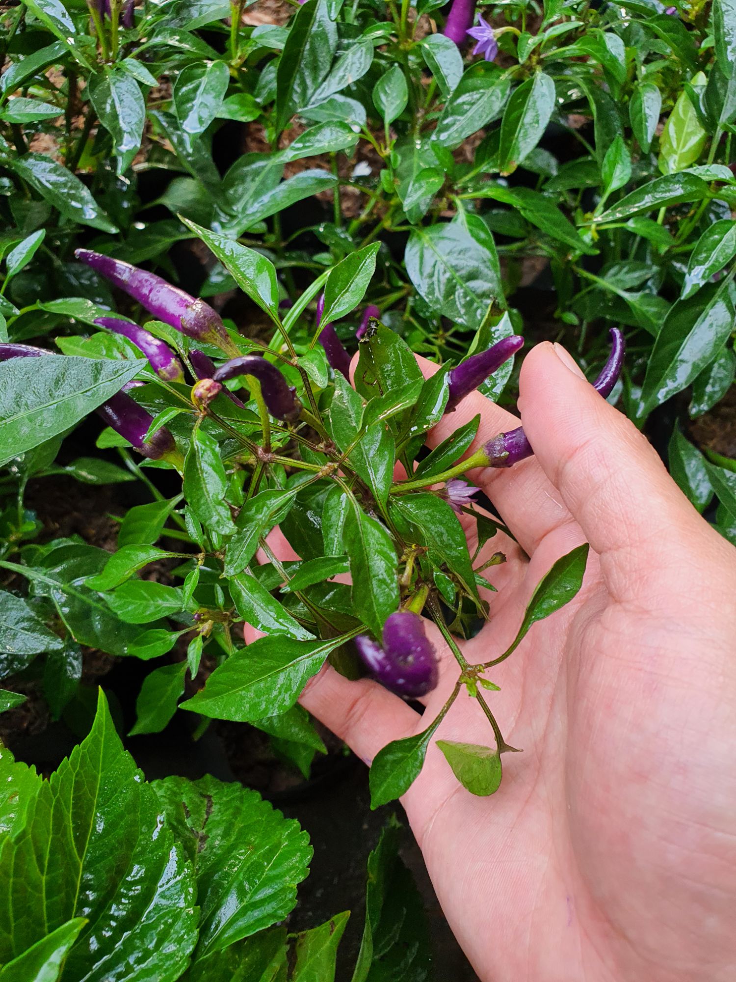 UPROOTED CAPSICUM VIOLET SILI FROM BAGUIO | Lazada PH