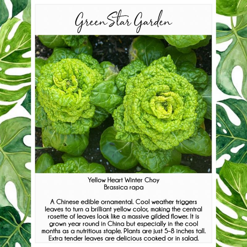 50 Seeds (buy 2 get 1 free) Yellow Heart Winter Choy for Sale Easy To ...