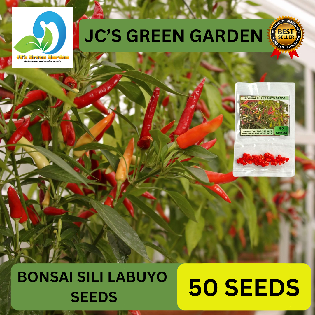 (50 SEEDS) BONSAI SILING LABUYO SEEDS/FOR POTS AND CONTAINER/FOR ...