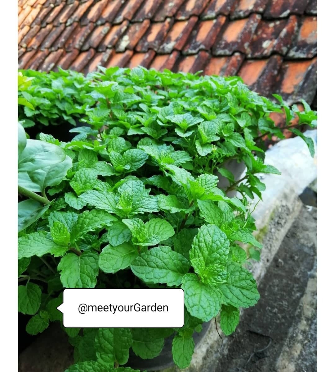 Peppermint Herb (STRICTLY LUZON ONLY) with FREE garden soil - Herbal ...