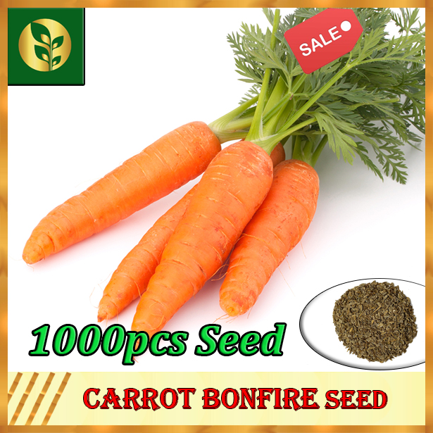 Carrot Seeds | Carrots Seeds | Vegetable seeds | Golden Plant and Seed ...