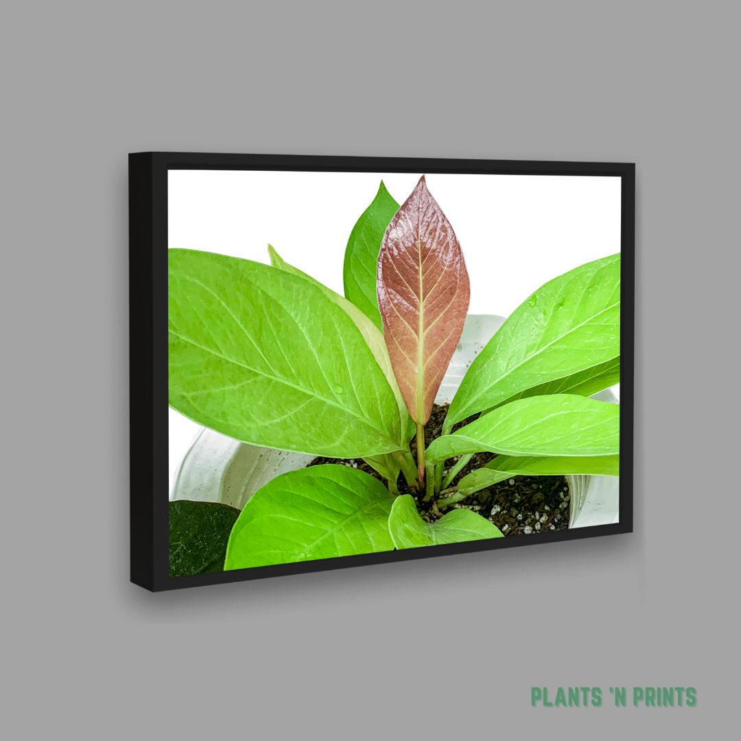 Plants 'N Prints | Anthurium Golden Jenmanii Printed Plants in Canvas ...