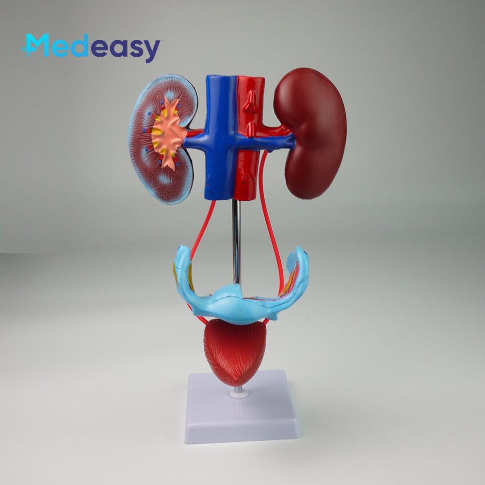 female genitourinary system model, kidney anatomy mold, bladder and ...