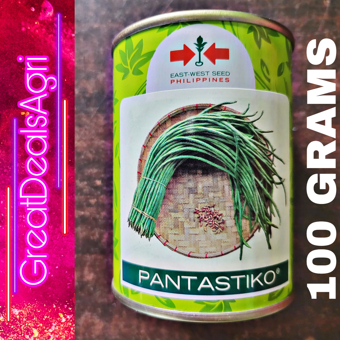 PANTASTIKO LONG POLE SITAO / SITAW SEEDS (100 GRAMS) EAST WEST SEEDS ...