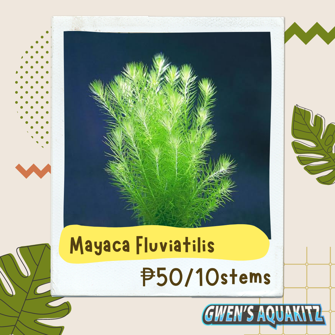 Mayaca Fluviatilis, Mayaca sp. Santarem Red(Rare) - Low Tech Aquatic ...