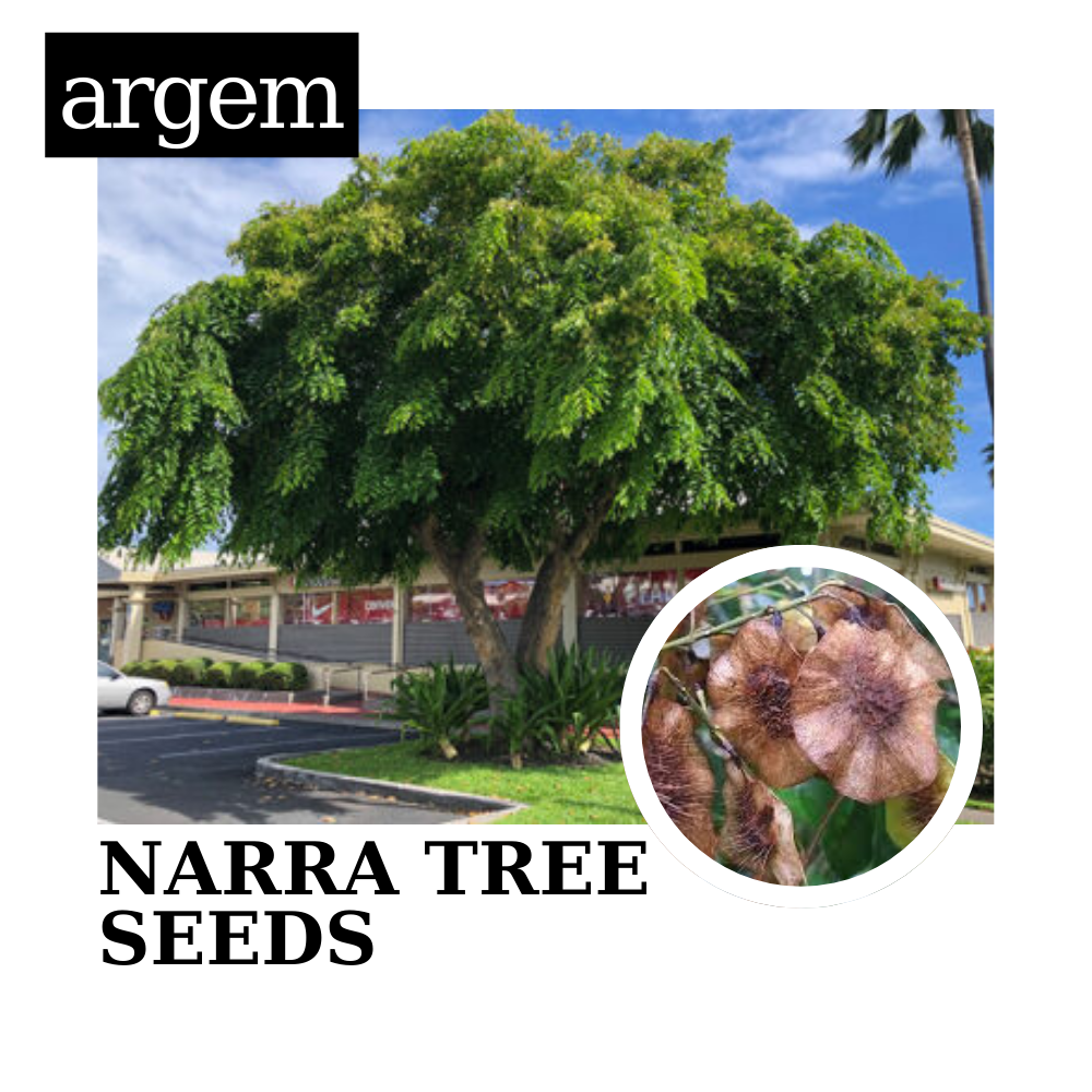 Narra seeds for high-germinating seedlings | Lazada PH