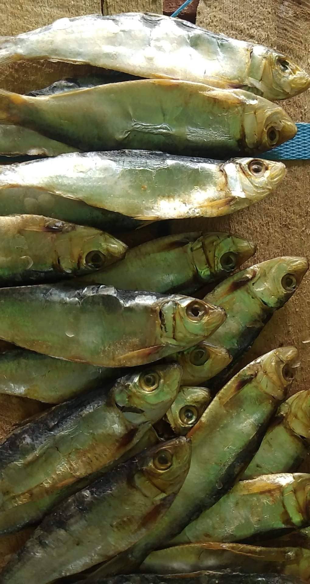 DRIED FISH TUYO SALINAS 1 KG | Lazada PH