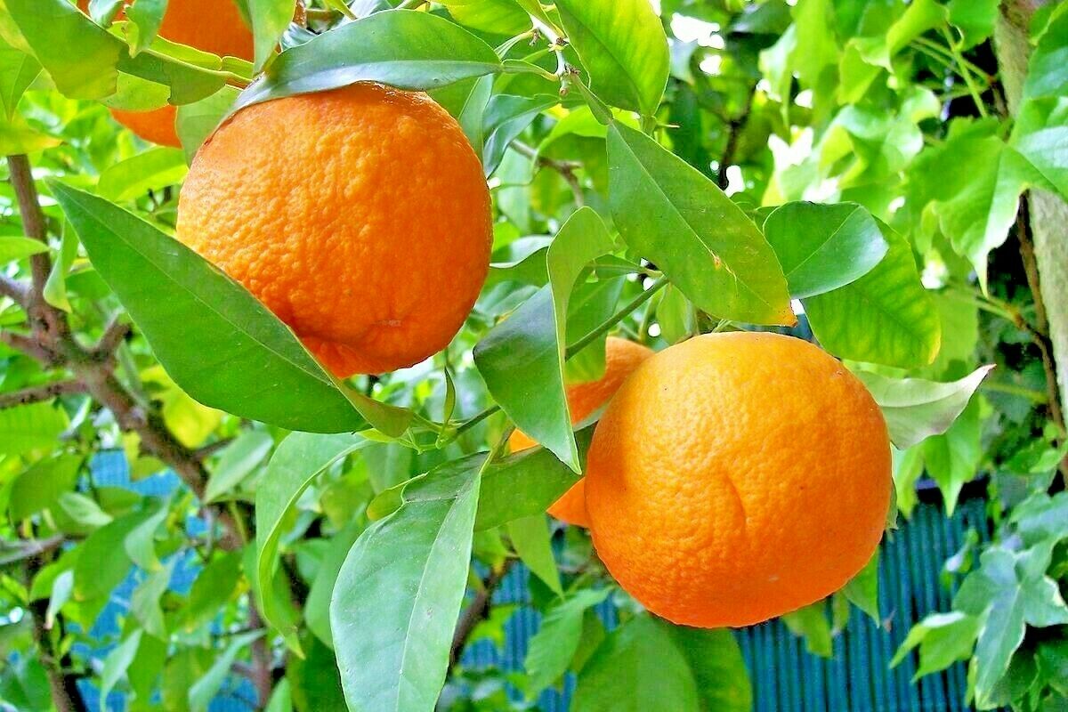 50 Seeds (buy 2 get 1 free) Myrtle Leaf Orange Citrus Aurantium ...
