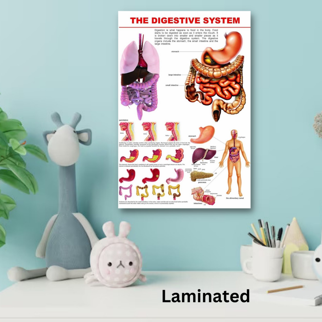 Laminated Respiratory System, Digestive System, Male Reproductive ...