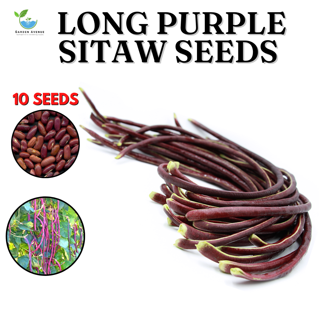 LONG PURPLE SITAW (10PCS SEEDS) - OPV/PURPLE MAX/HYBRID/EASY TO GROW ...