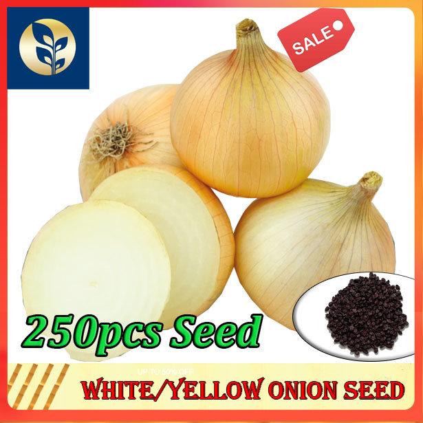 White Onion Seeds | Puting Sibuyas | Vegetables seeds | Golden Agri ...