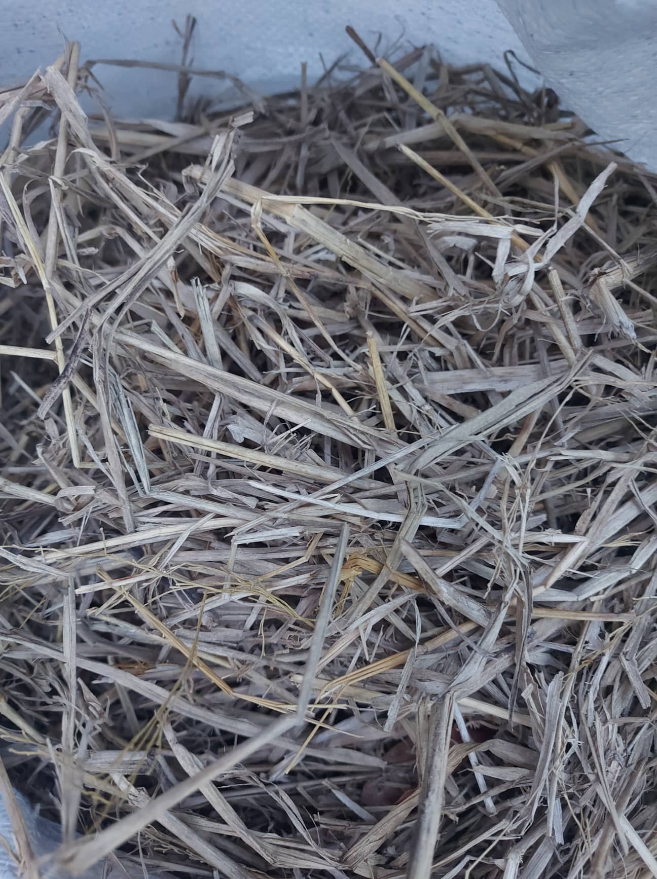 DAYAMI OR GINIKAN 1 KILO AND HALF KILO ARE AVAILABLE | Lazada PH