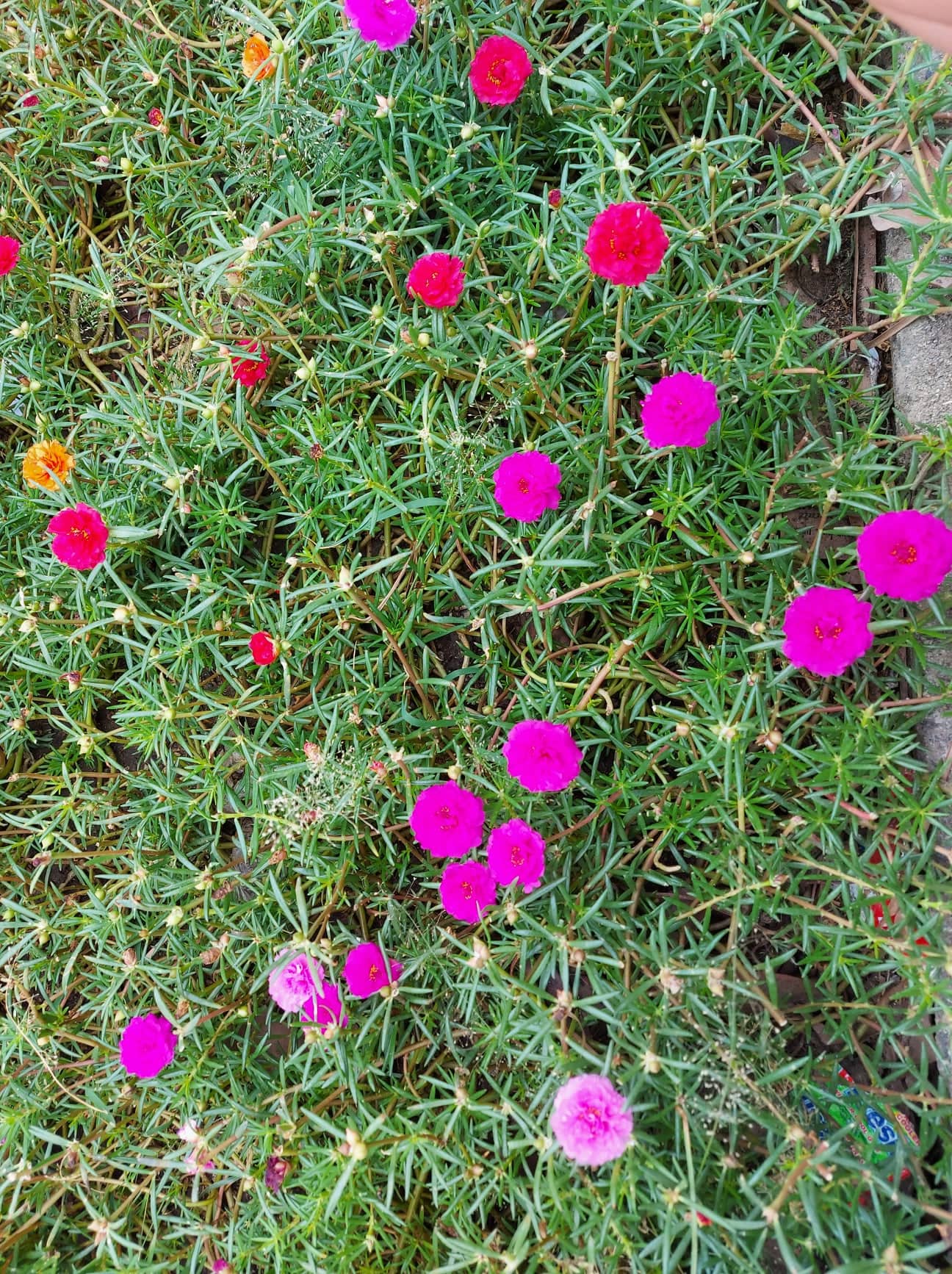 ALEMBONG - VIETNAM ROSE with different colors 40 cuts - RARE COLOR ...