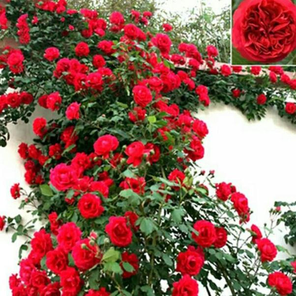 Climbing Beautiful Red Rose Seeds | Lazada PH
