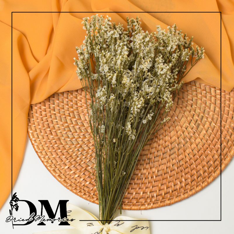 Dried Caspia Flower Real Flower Dried Flower Misty Caspia Dried ...