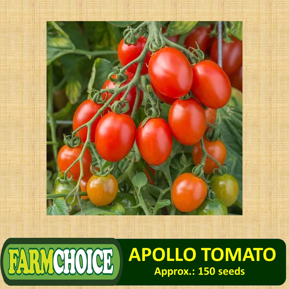APOLLO TOMATO ( 150 Seeds ) - Improved Variety | Lazada PH