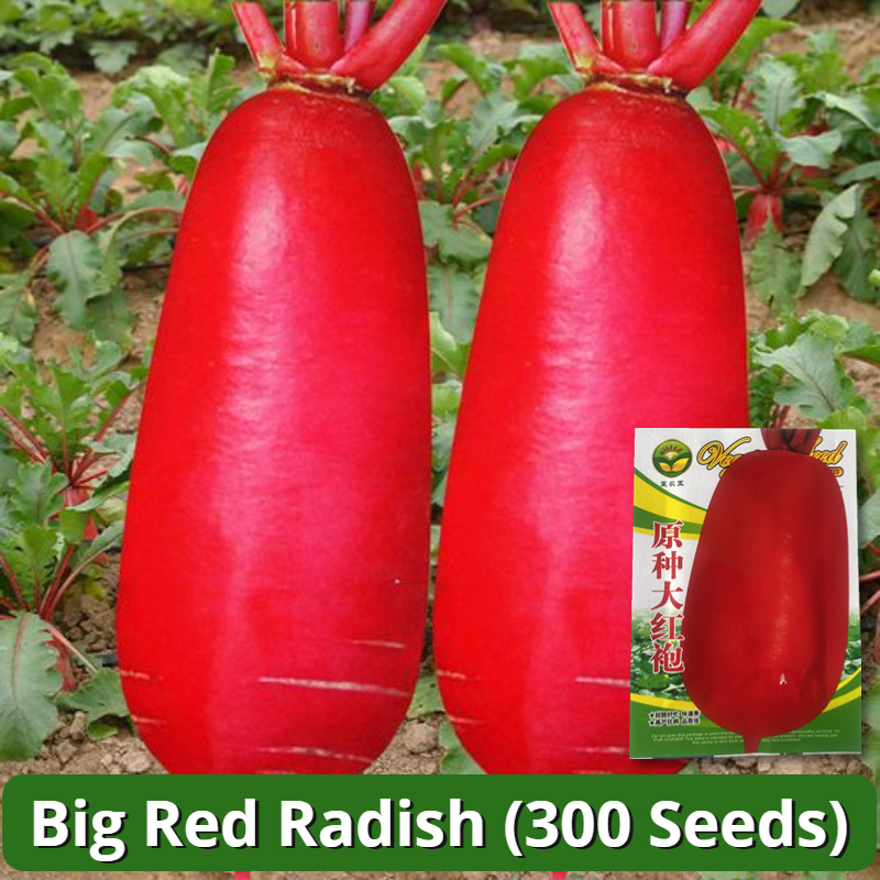 High Yield Big Red Radish Seeds (300 Seed) Biji Benih Sayur Sayuran ...