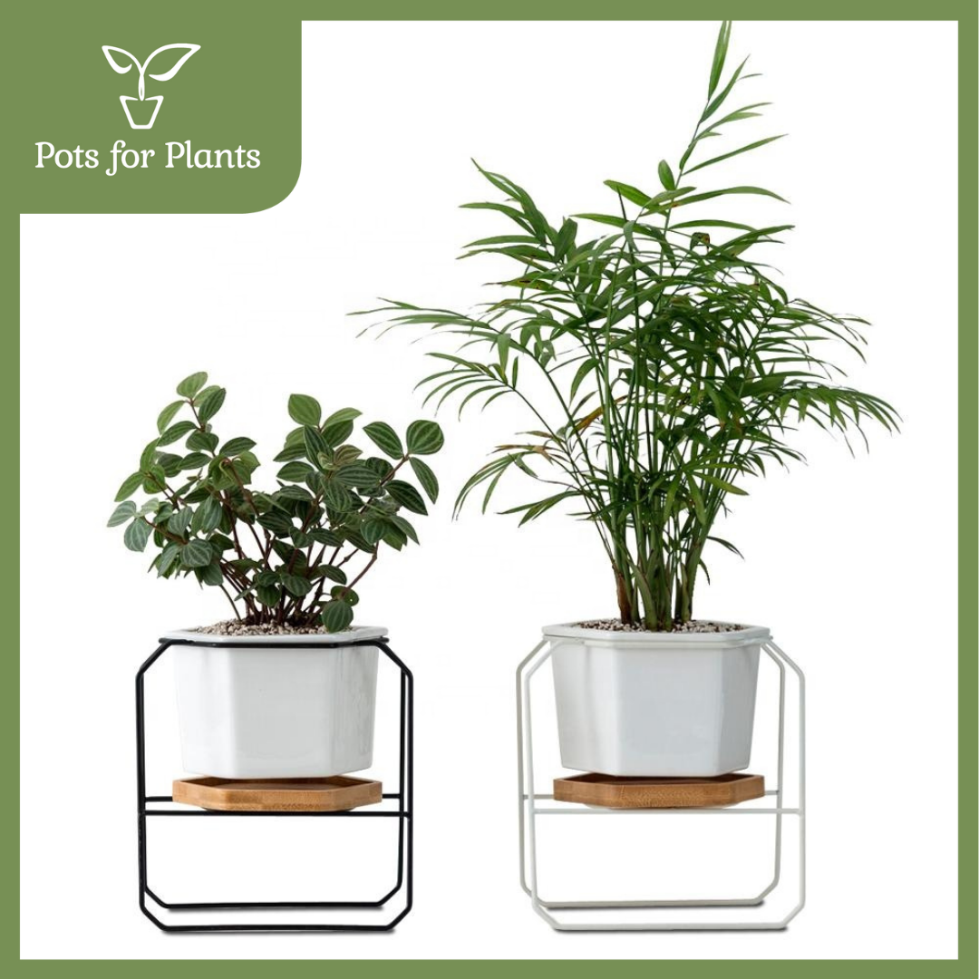 White hexagon shape porcelain desk pot with bamboo catch plate / saucer ...