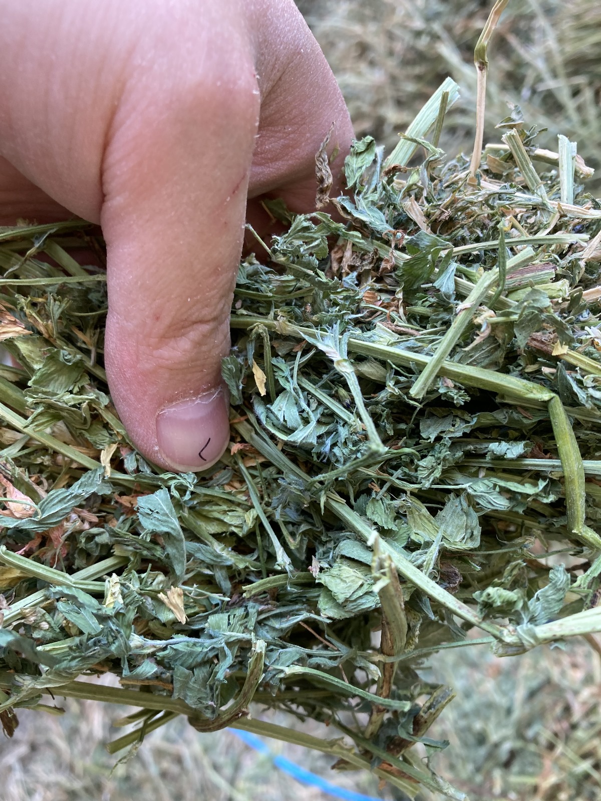 Supreme Alfalfa Hay (long strand leafy) 1kg | Lazada PH