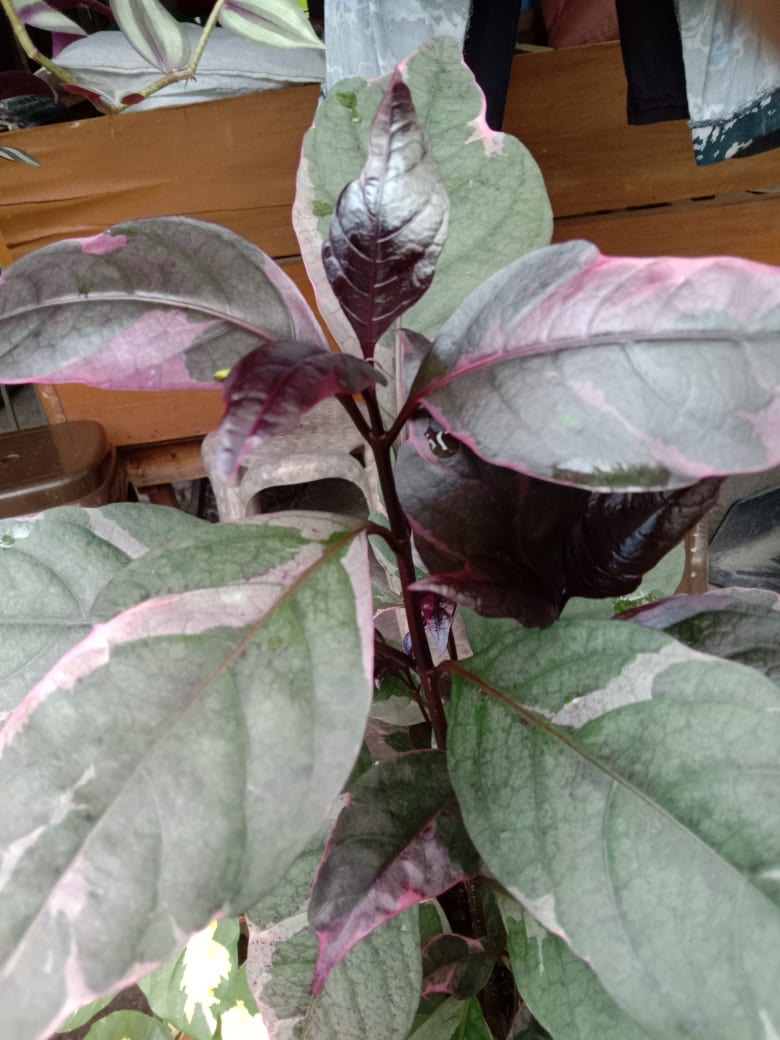 PURPLE FALSE ERANTHEMUM PLANT INDOOR OUTDOOR PLANT REAL OR LIVE PLANT ...