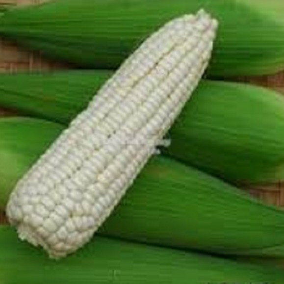 MAIS SEED`S WHITE VARIETY MALAGKIT | Lazada PH