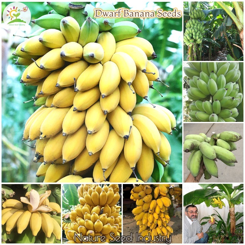 (50pcs Seeds/bag) Rare Mini Dwarf Banana Tree Seeds Fruit Trees Live ...