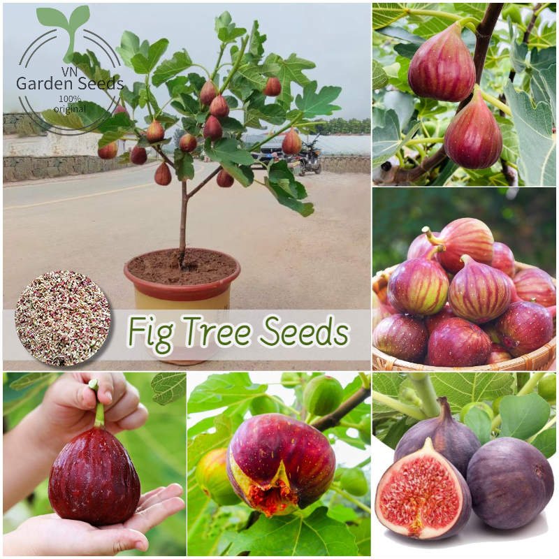 [Buy 2 Get 1 Free] Bonsai Fig Tree Seeds for Planting Fruit Plants (150 ...