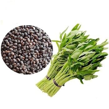 Chinese Kangkong Seeds / Upland Kang Kong / Water Spinach Seeds ...